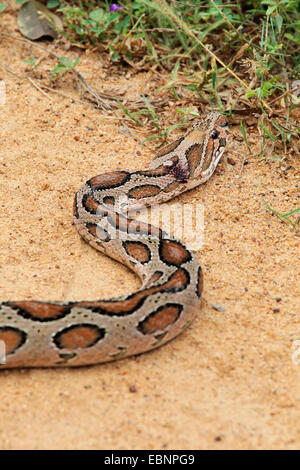 Russell' viper (Daboia russelii, Vipera russelii), creeping over a ...