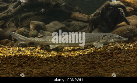 Common sturgeon or European sea sturgeon (Acipenser sturio Stock Photo ...
