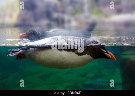 Adult Rockhopper Penguin (Eudyptes chrysocome) standing amongst a large ...