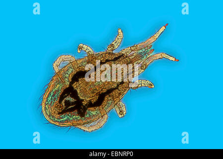 red mite of poultry, poultry red mite, red chicken mite, chicken mite ...