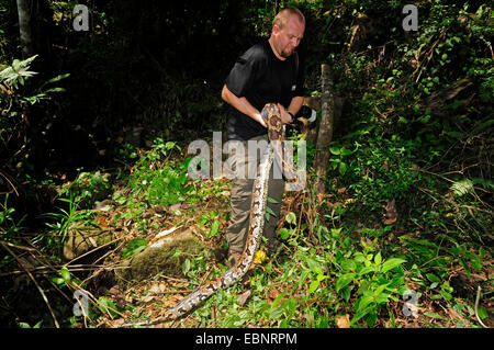 Burmese python, Indian python (Python molurus), man catching an adult ...