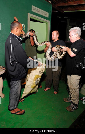 Burmese python, Indian python (Python molurus), man catching an adult ...