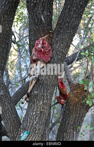 Leopard in a Tree Stock Photo - Alamy