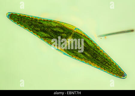 Closterium (Closterium spec.), in phase-contrast Stock Photo - Alamy
