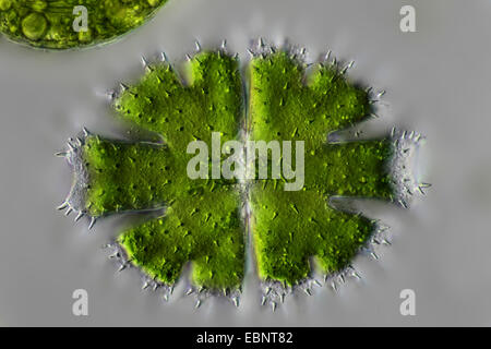 Micrasterias (Micrasterias spec.), in interference contrast microscopy ...