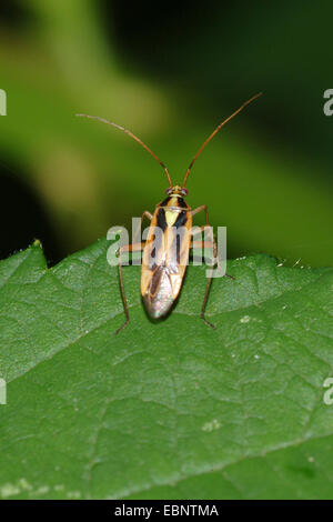 Twospotted grass bug, Two-spotted grass bug, 2-spotted grass bug ...