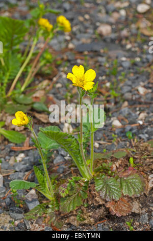 Creeping Avens (Geum reptans), blooming, Italy, South Tyrol, Dolomites ...