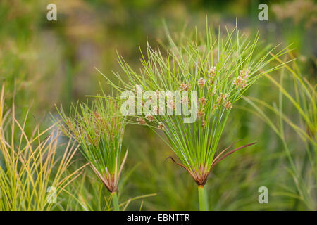 Botany - Cyperaceae - Papyrus sedge, or Bulrush or Paper reed (Cyperus ...