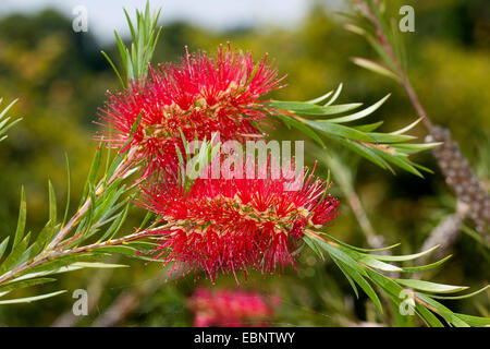 Violet bottlebrush, Purple Bottlebrush (Callistemon violaceus ...