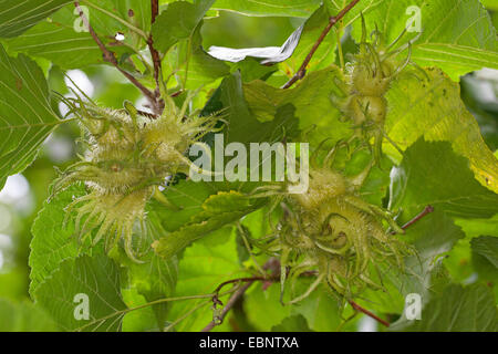 Hazelnuts of a Turkish Hazel tree (Corylus colurna) wrapped in their ...