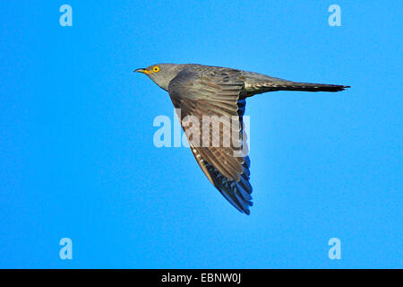 Eurasian cuckoo (Cuculus canorus), flying cuckoo, Germany Stock Photo ...