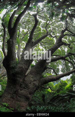 Camphor tree canopy - Cinnamomum camphora Camphor tree - Forest Stock ...