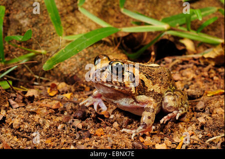 Indian Burrowing Frog (Sphaerotheca breviceps) Amphibia Stock Photo - Alamy