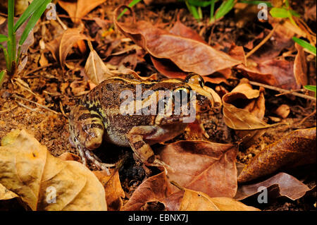 Indian Burrowing Frog (Sphaerotheca cf. breviceps), sitting on the ...