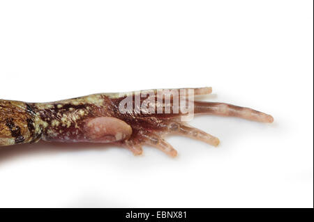 Indian Burrowing Frog (Sphaerotheca cf. breviceps), sitting on the ...