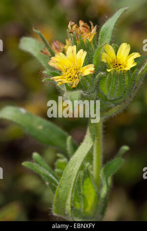 Coast tarweed (Madia sativa) a native plant flowering in coastal ...