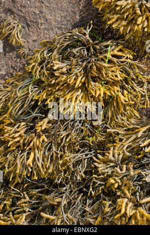 Channelled wrack, Cow Tang, Channel Wrack (Pelvetia canaliculata), with ...