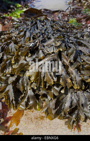 Black wrack, Toothed wrack, Serrated wrack, Saw Wrack (Fucus serratus ...