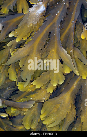Black wrack, Toothed wrack, Serrated wrack, Saw Wrack (Fucus serratus ...