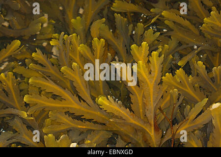 Black wrack, Toothed wrack, Serrated wrack, Saw Wrack (Fucus serratus ...