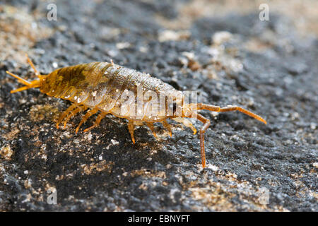 Sea slater (sea louse) on stone surface Stock Photo - Alamy