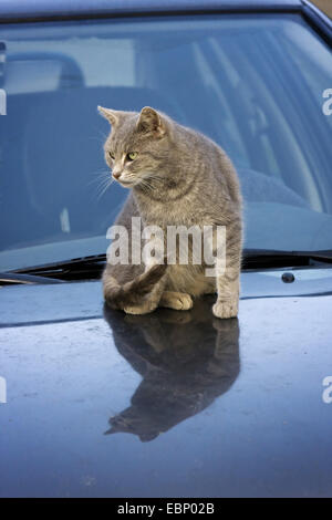 grey tabby cat sitting on couch at home Stock Photo - Alamy