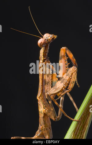 Praying mantis side view head and claws Stock Photo - Alamy