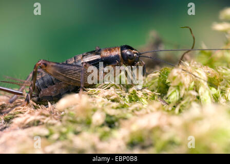 wood cricket (Nemobius sylvestris), on moss, Germany Stock Photo - Alamy