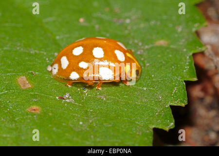 Ten-spot-ladybird (Calvia decemguttata), larva Stock Photo - Alamy
