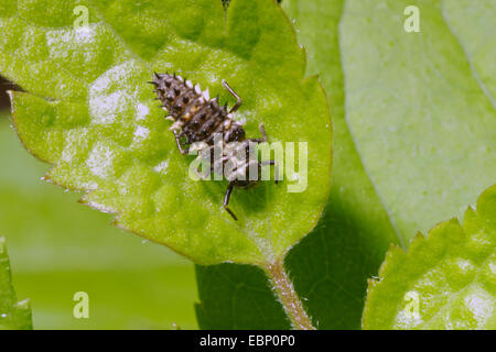 Cream-spot ladybird (Calvia quaotordecimguttata), on a hairy leaf ...