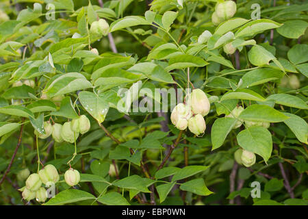 Bladdernut, European Bladdernut (Staphylea pinnata), branch with fruits ...