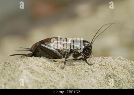 field cricket (Gryllus campestris), on a stone, Switzerland, Bernese ...