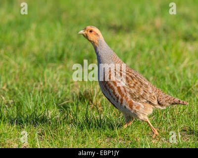 European Partridge (Perdix perdix) walking in the snow, Vechta, Lower ...
