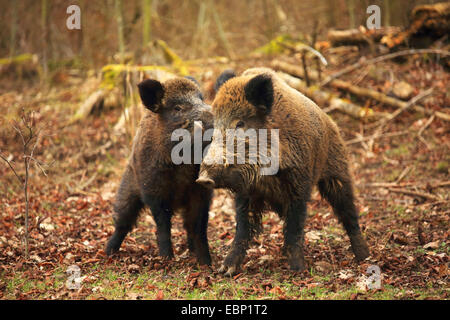 Wild Boar mating in the Forest of Dean Stock Photo - Alamy