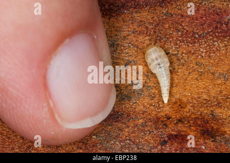 Silverfish, fishmoth (Tricholepisma cf. aurea, Lepisma cf. aurea ...