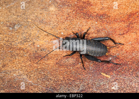 Steppe cricket, Desert cricket (Melanogryllus desertus, Acheta desertus ...
