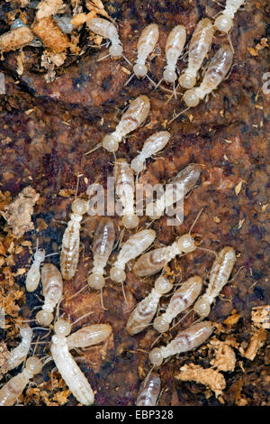 Termite (Reticulitermes lucifugus, Reticulitermes corsicus ...