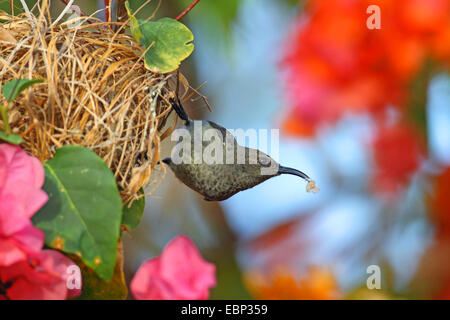 Seychelles Sunbird; Cinnyris dussumieri; Female; Seychelles Stock Photo ...