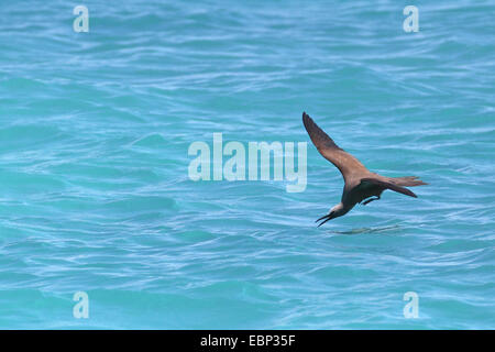 Brown noddy (Anous stolidus) foraging near Brown pelicans (Pelecanus ...