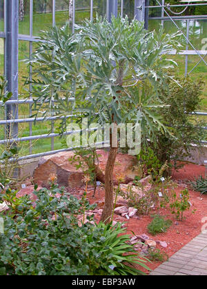 South African cabbage trees (Cussonia Stock Photo - Alamy