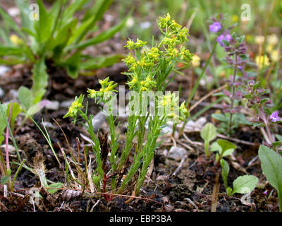 dwarf spurge, little spurge (Euphorbia exigua), blooming, Germany Stock ...