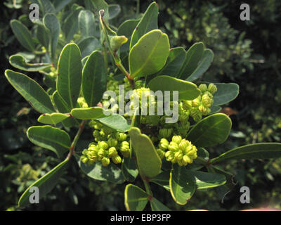 Mastic (Pistacia lentiscus) with male flowers; Used as a medicinal ...