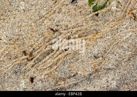 pygospio worm, tube-dweller (Pygospio elegans), exposed sand burrows in ...