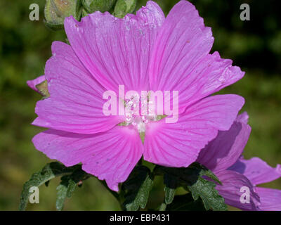hollyhock mallow, large-flowered mallow, pink mallow, vervian ...