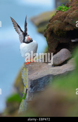 An Atlantic Puffin flaps its wings Stock Photo - Alamy