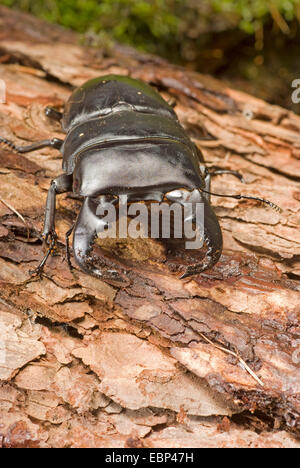 Stag beetle (Dorcus alcides), sitting on deadwood Stock Photo - Alamy