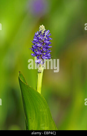 Blue flower of pickerelweed (Pontederia cordata), an ornamental garden ...