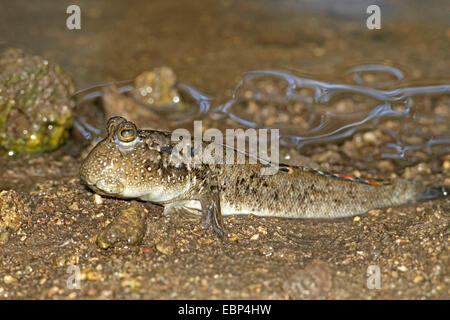 mudskippers, mudhoppers, climbing-fish (Periophthalmus spec.), at the ...