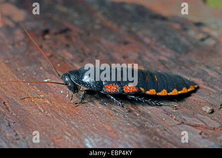 African hissing cockroaches Stock Photo - Alamy