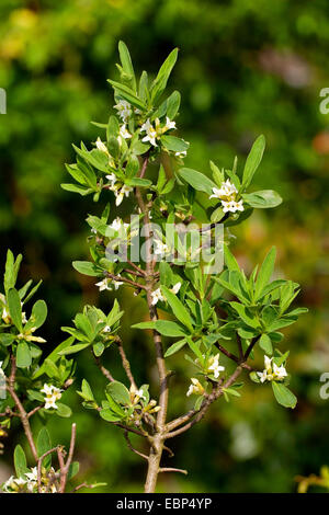 alpine daphne (Daphne alpinum), blooming Stock Photo - Alamy